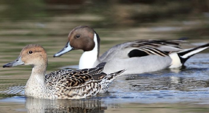 Jagttegnsprøve Serie 0 (Gratis) - Jagttegn Kurser